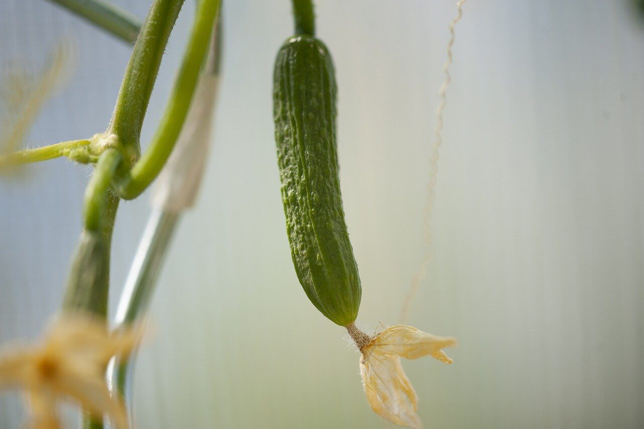 La ce să aveți grijă când cultivați castraveții | Kondela Magazine